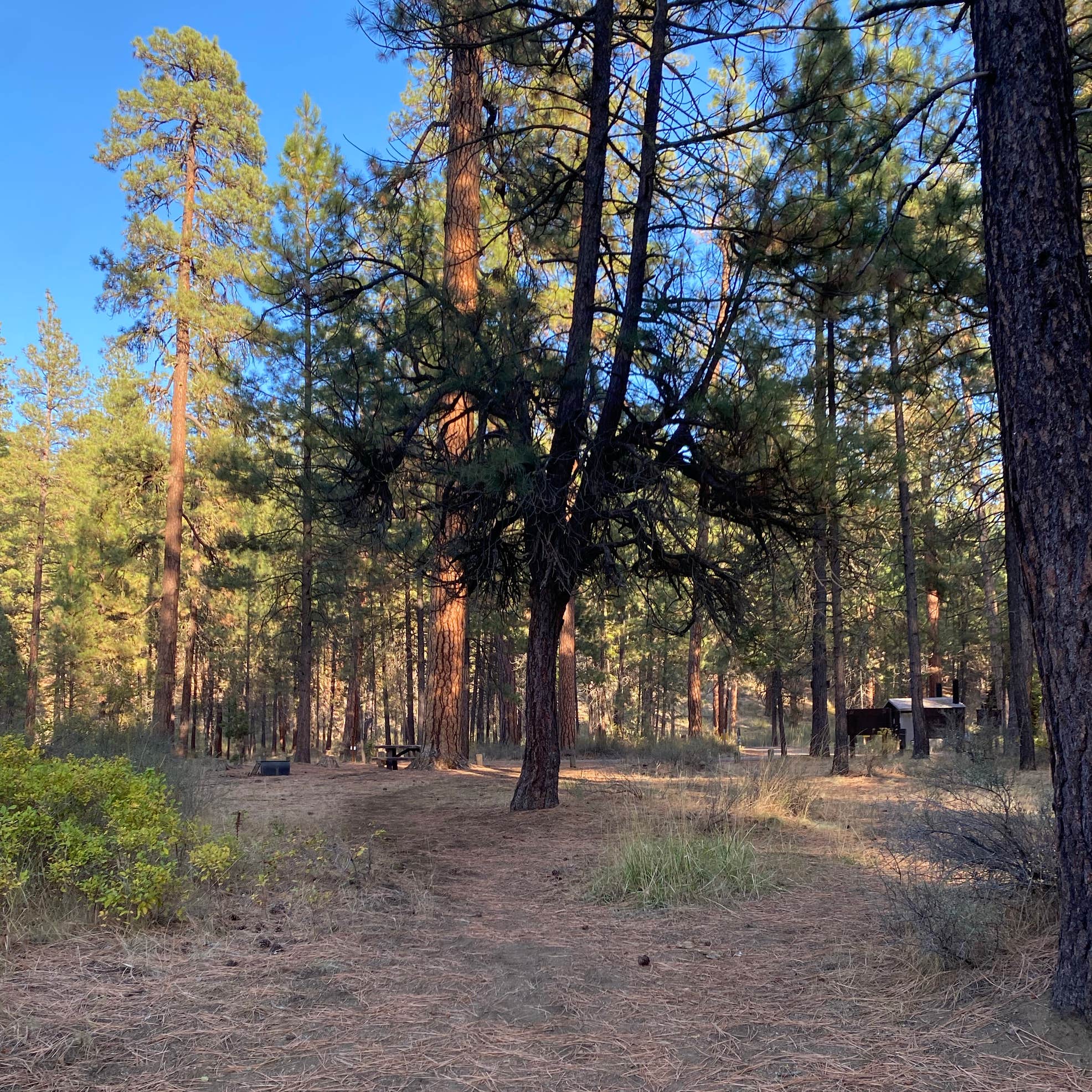 Camp Sherman Campground | Camp Sherman, Oregon
