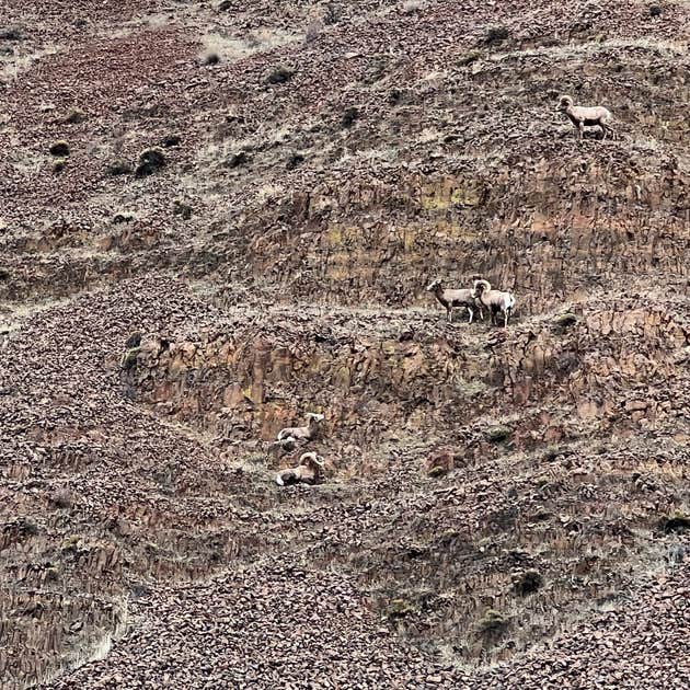 Lone Tree Campground — Cottonwood Canyon State Park | Mikkalo, Oregon