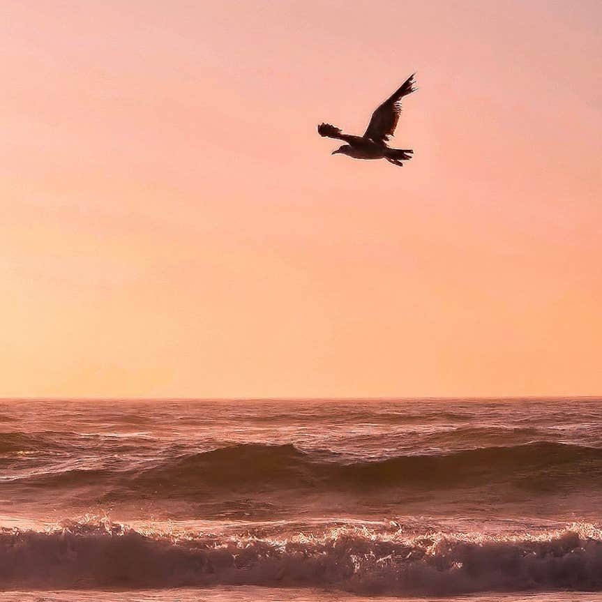 Horsfall Beach Camping | North Bend, OR