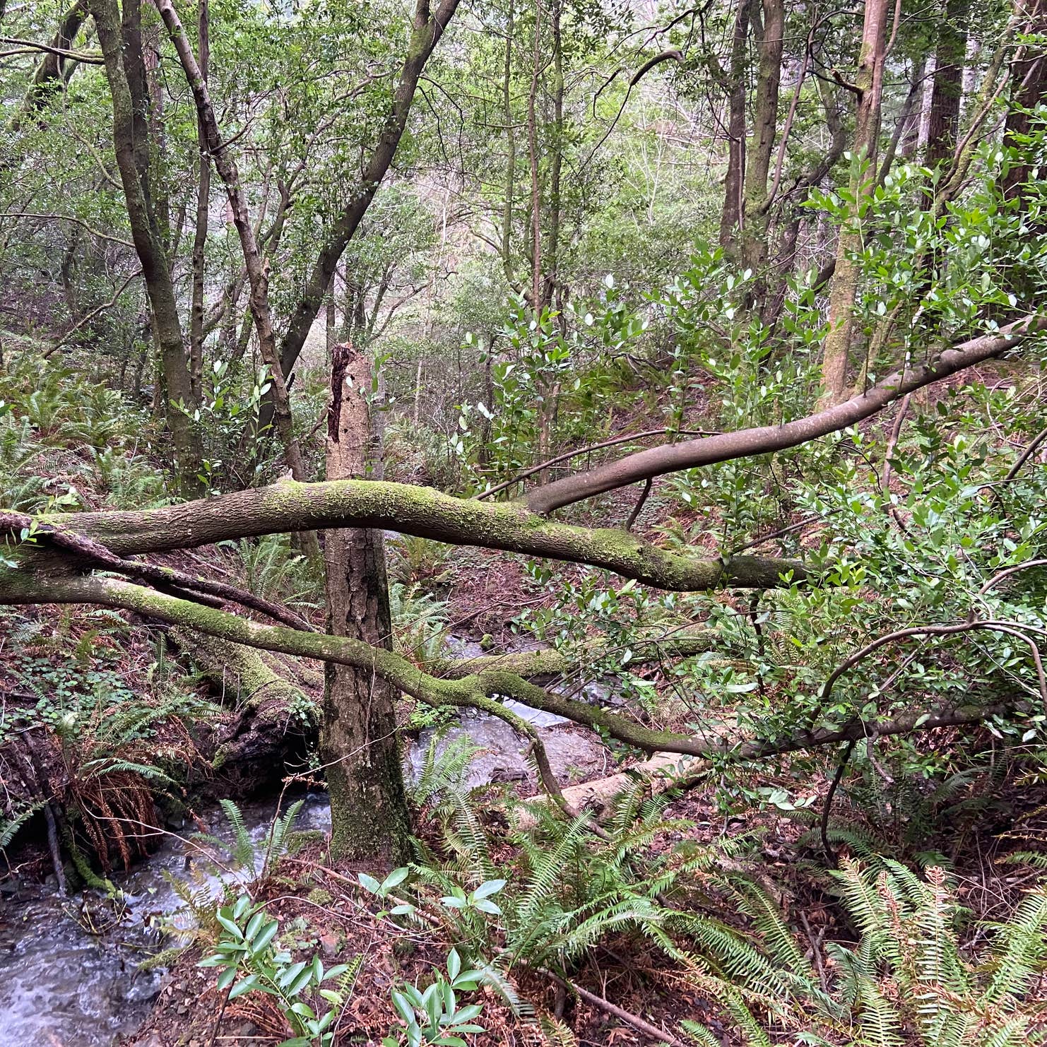 Humbug Mountain State Park Campground | Port Orford, Oregon
