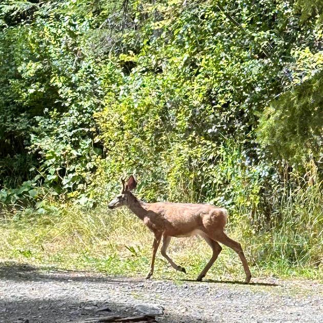 Hurricane Creek Campground | Joseph, OR