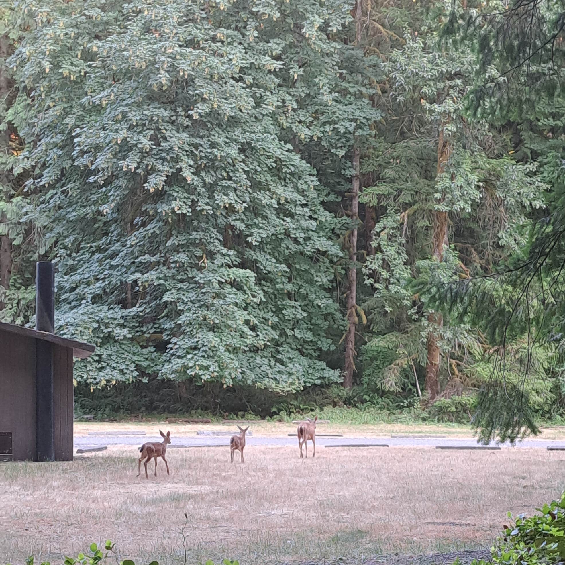 Oxbow Regional Park Camping | Corbett, Oregon