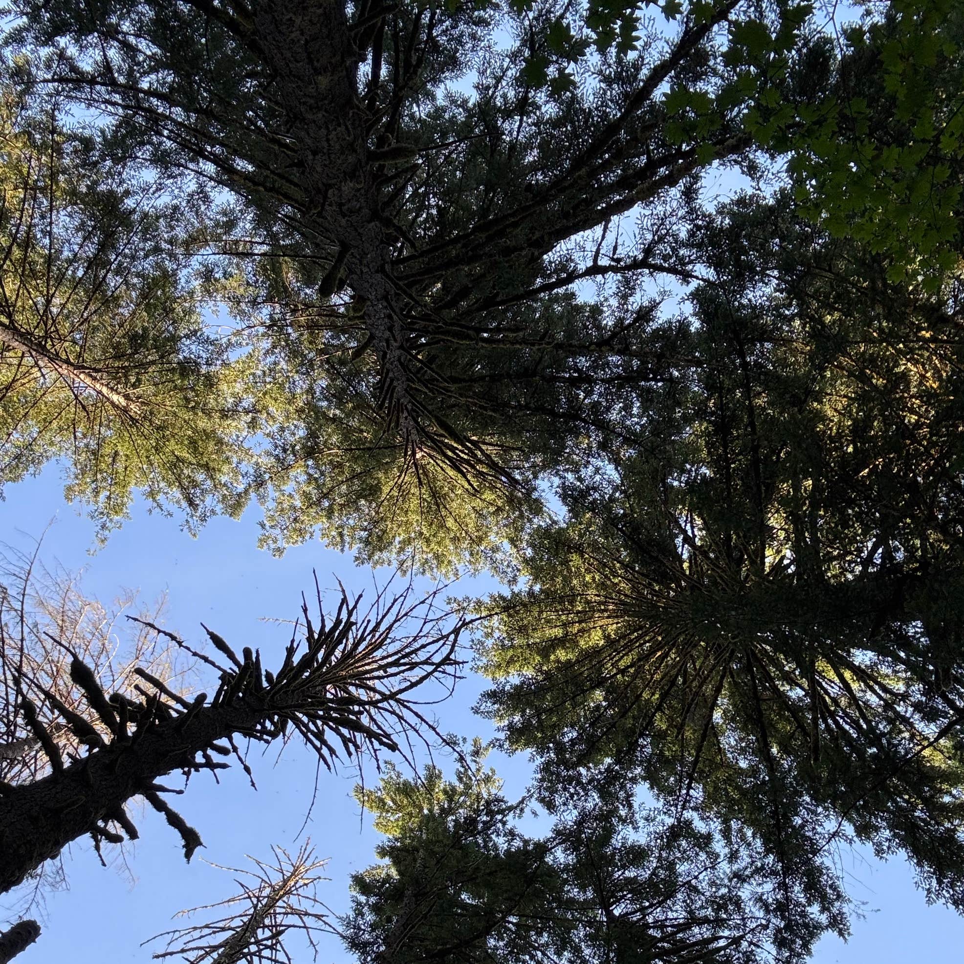 Silver Falls State Park Campground | Mehama, Oregon
