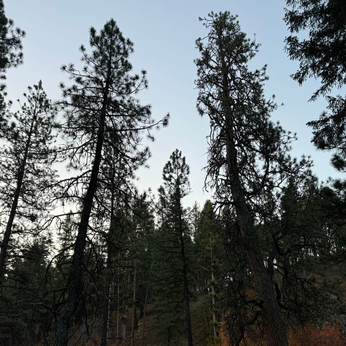 Ukiah-Dale Forest State Scenic Corridor Camping | Ukiah, Oregon