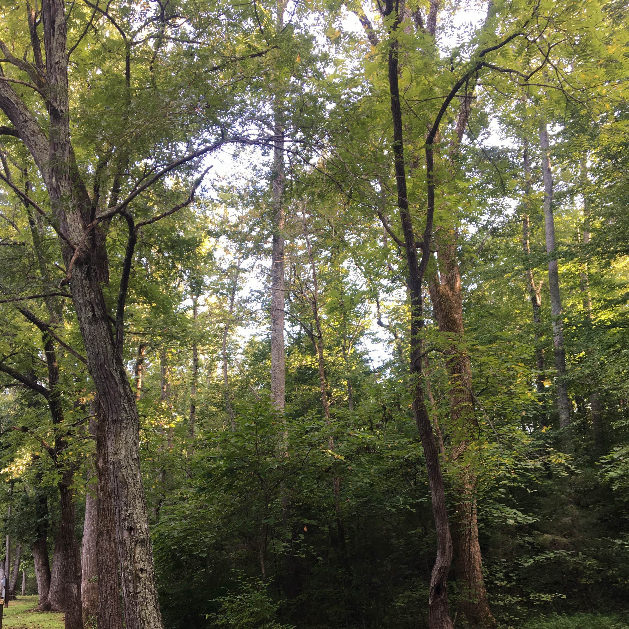 Paradise Lake Family Campground | Appomattox, Virginia