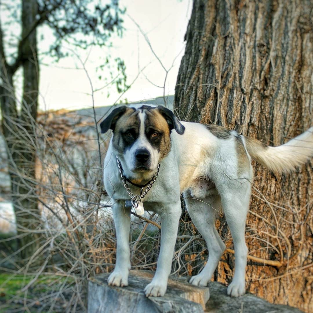 Peach Beach RV Park on the Columbia | Cheatham Lock and Dam, Oregon