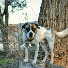 Peach Beach RV Park on the Columbia | Cheatham Lock and Dam, Oregon