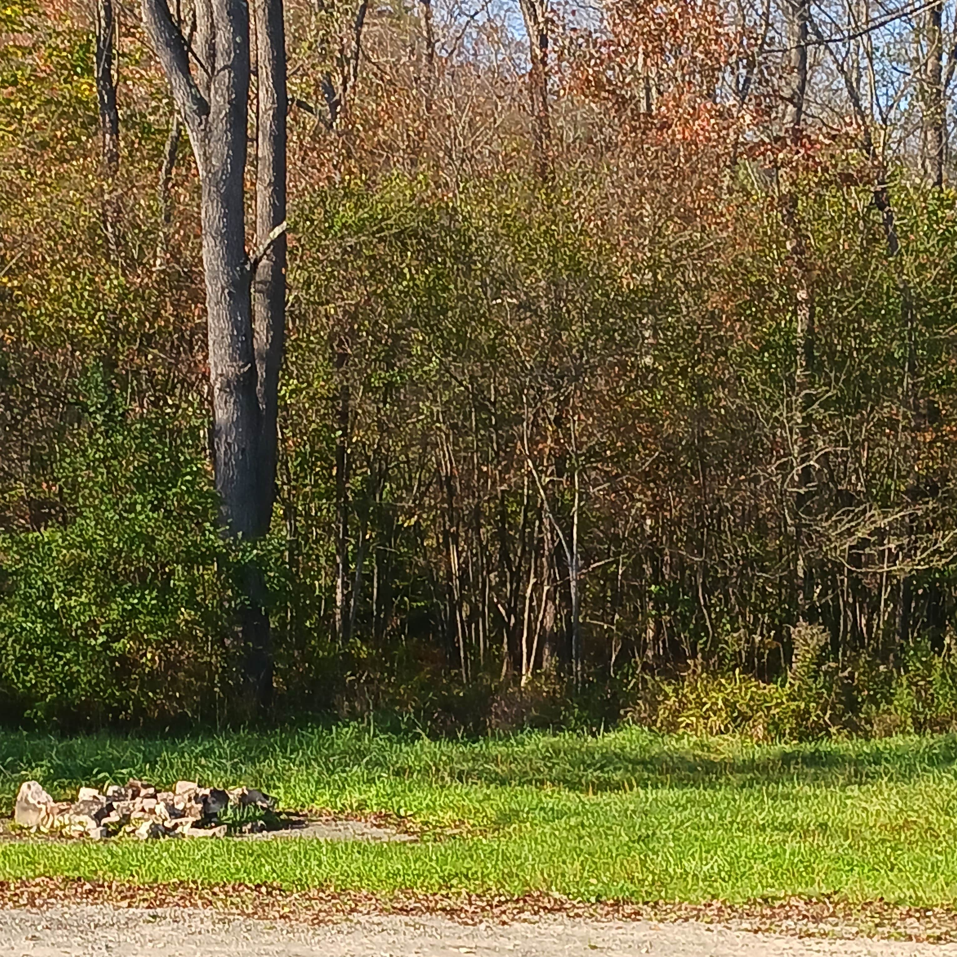 Red Mill Pond Camping | Ridgway, Pennsylvania