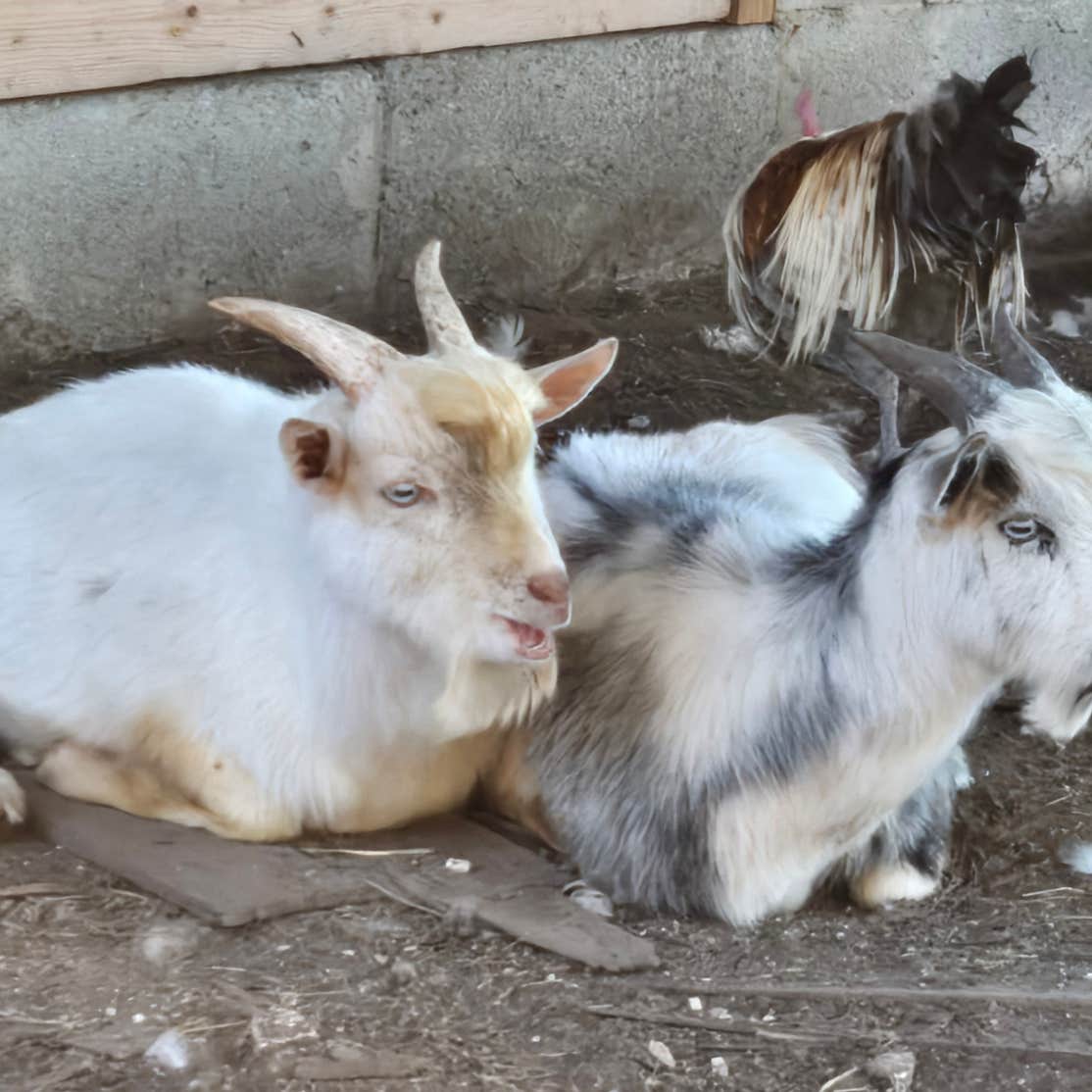 Phoenix Farms Vineyard Camping | Bath, North Carolina