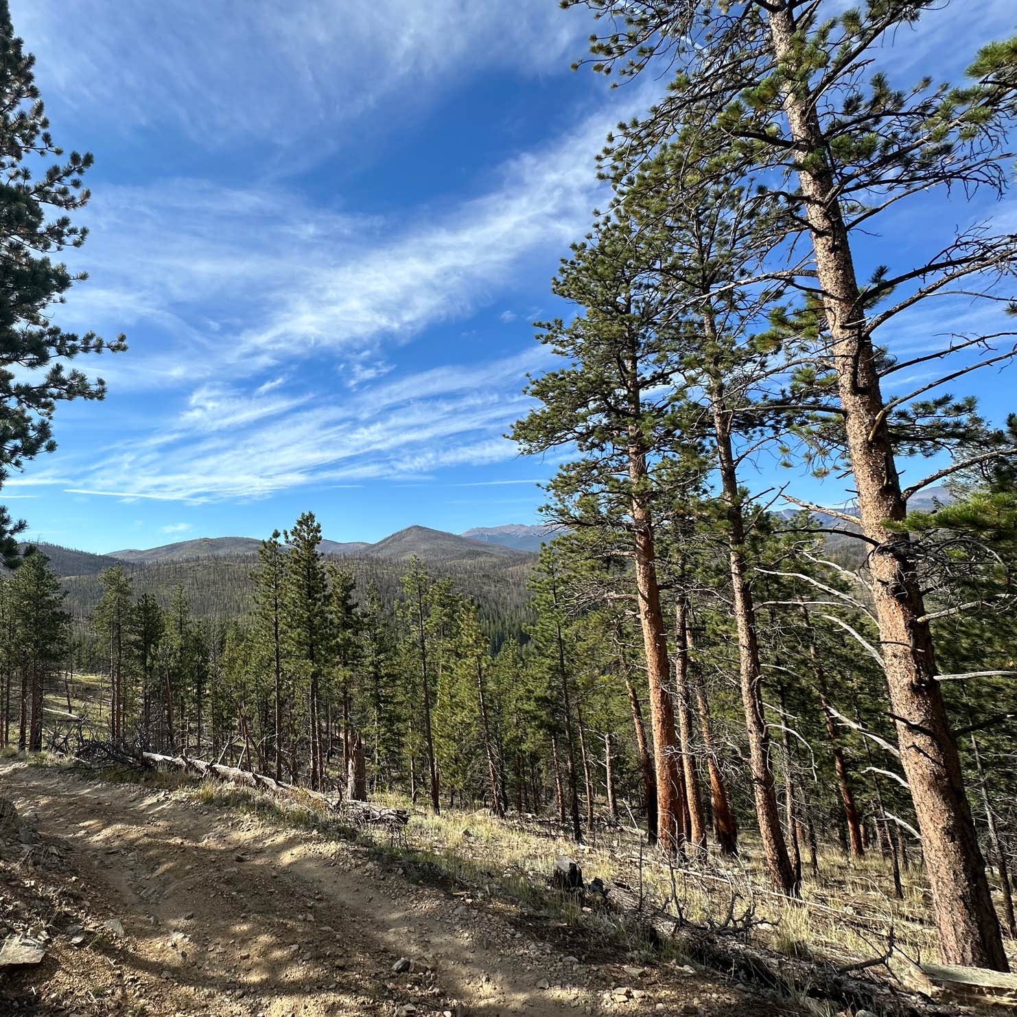 Pingree Road Dispersed Camping | Red Feather Lakes, Colorado