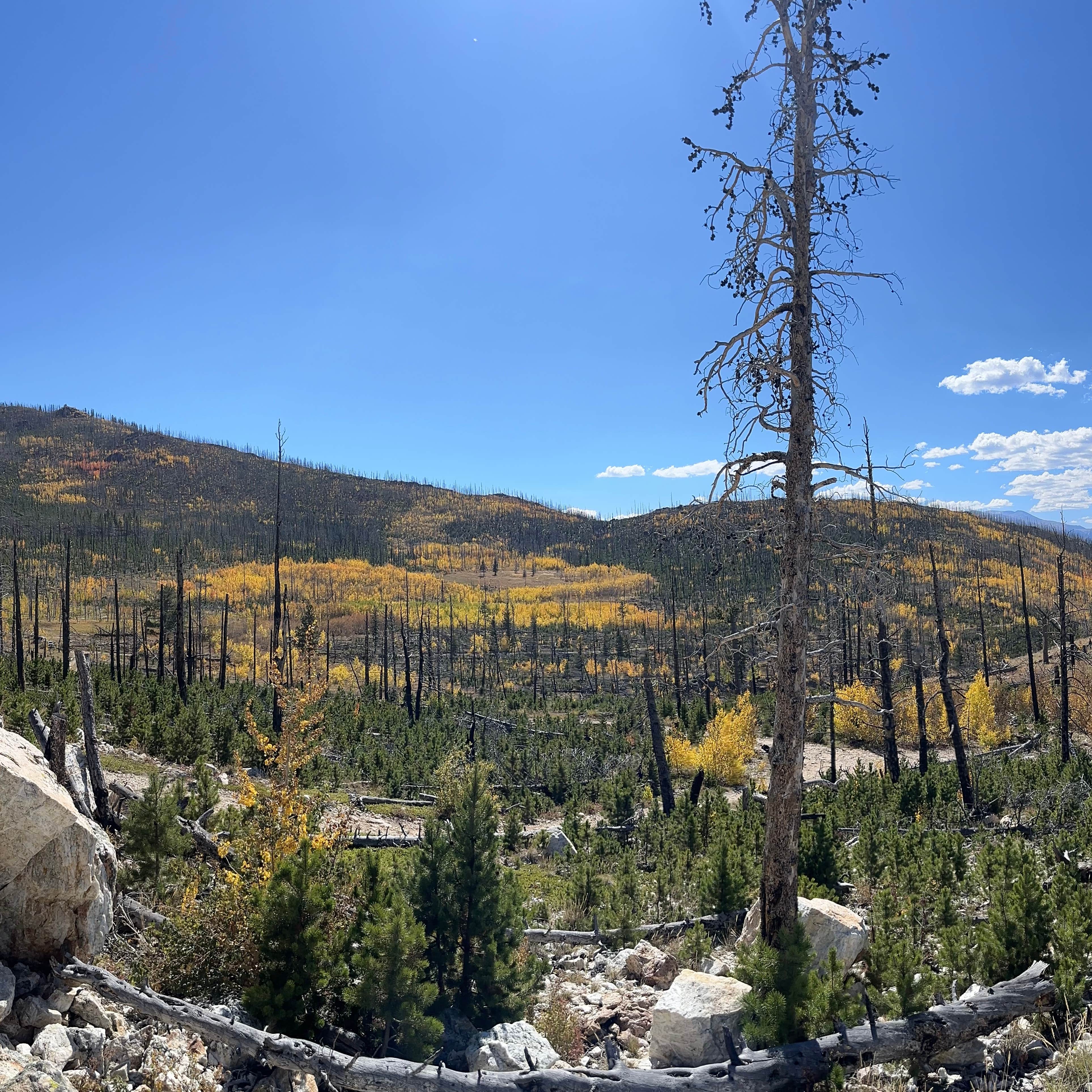 Pingree Road Dispersed Camping | Red Feather Lakes, Colorado