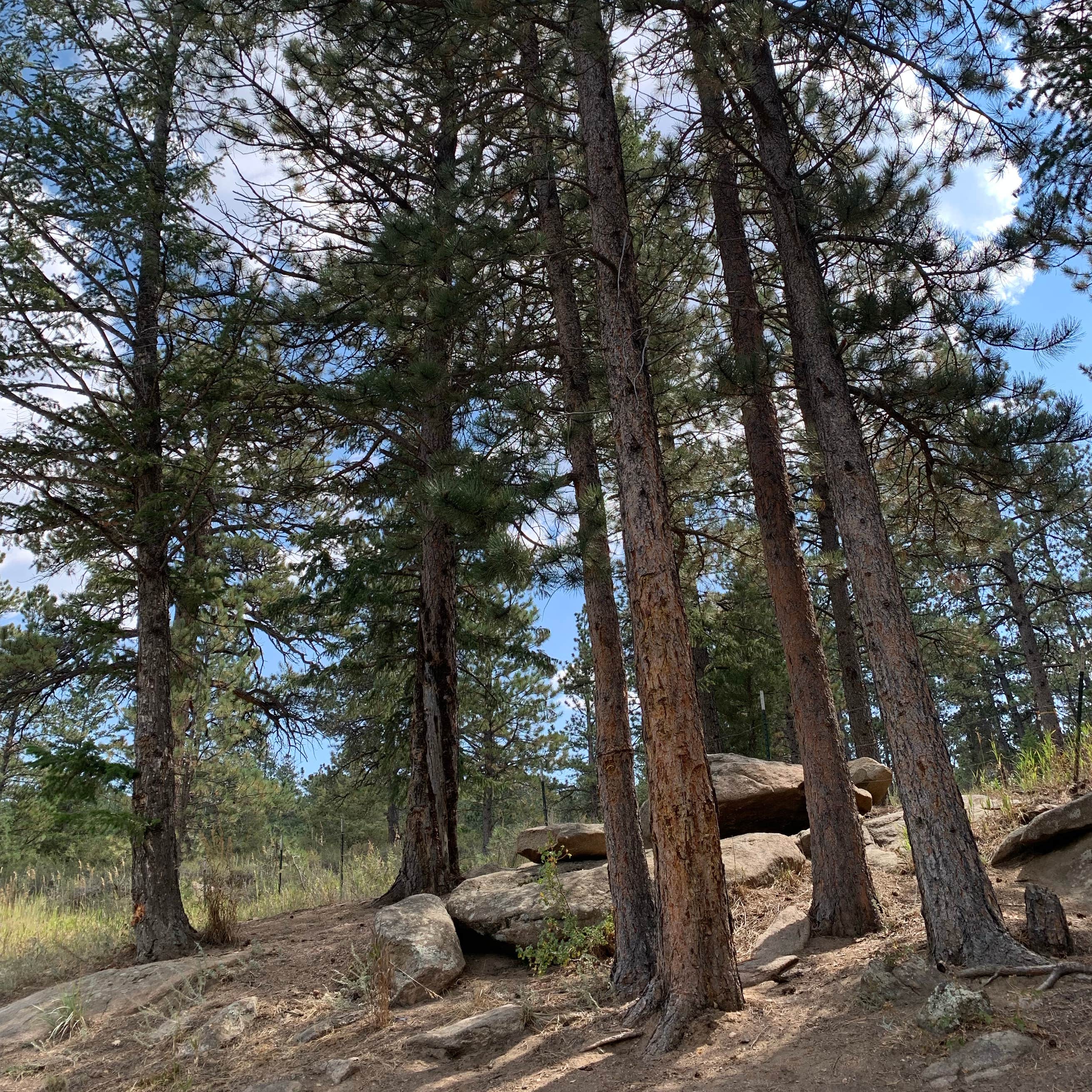 Pingree Road Dispersed Camping | Red Feather Lakes, Colorado