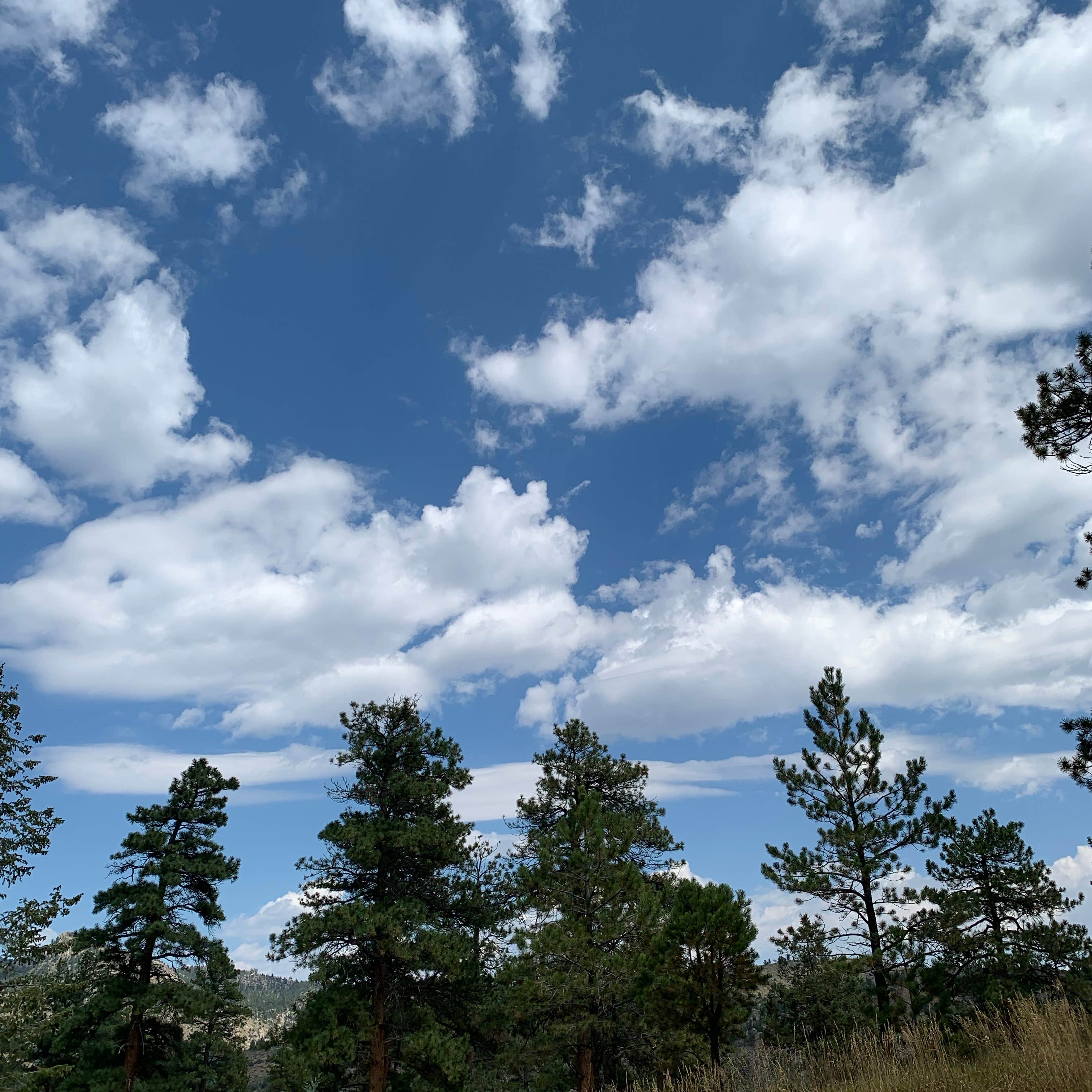 Pingree Road Dispersed Camping | Red Feather Lakes, Colorado