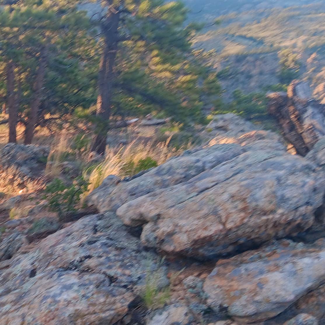 Pingree Road Dispersed Camping | Red Feather Lakes, CO