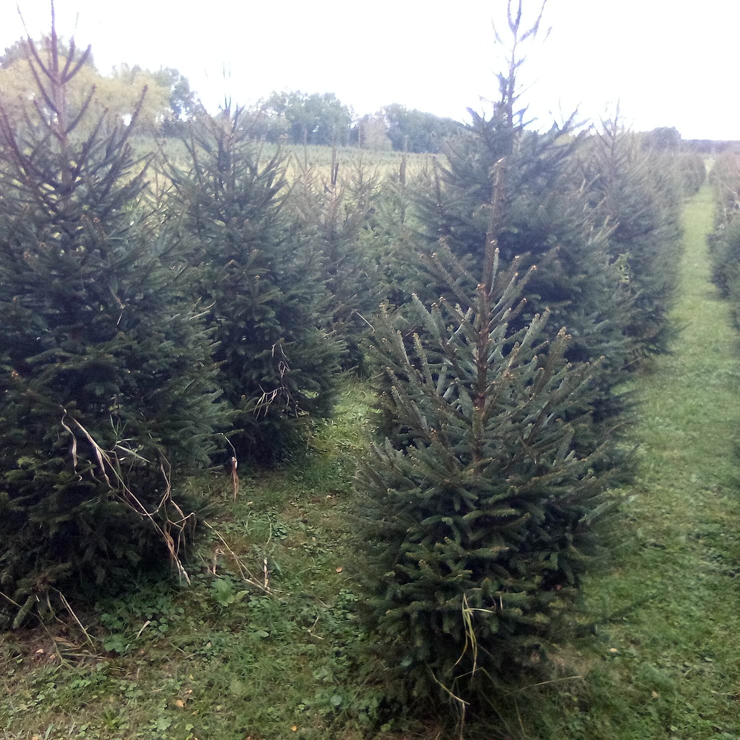 Pioneer Trails Tree Farm Campground | Struthers, Ohio