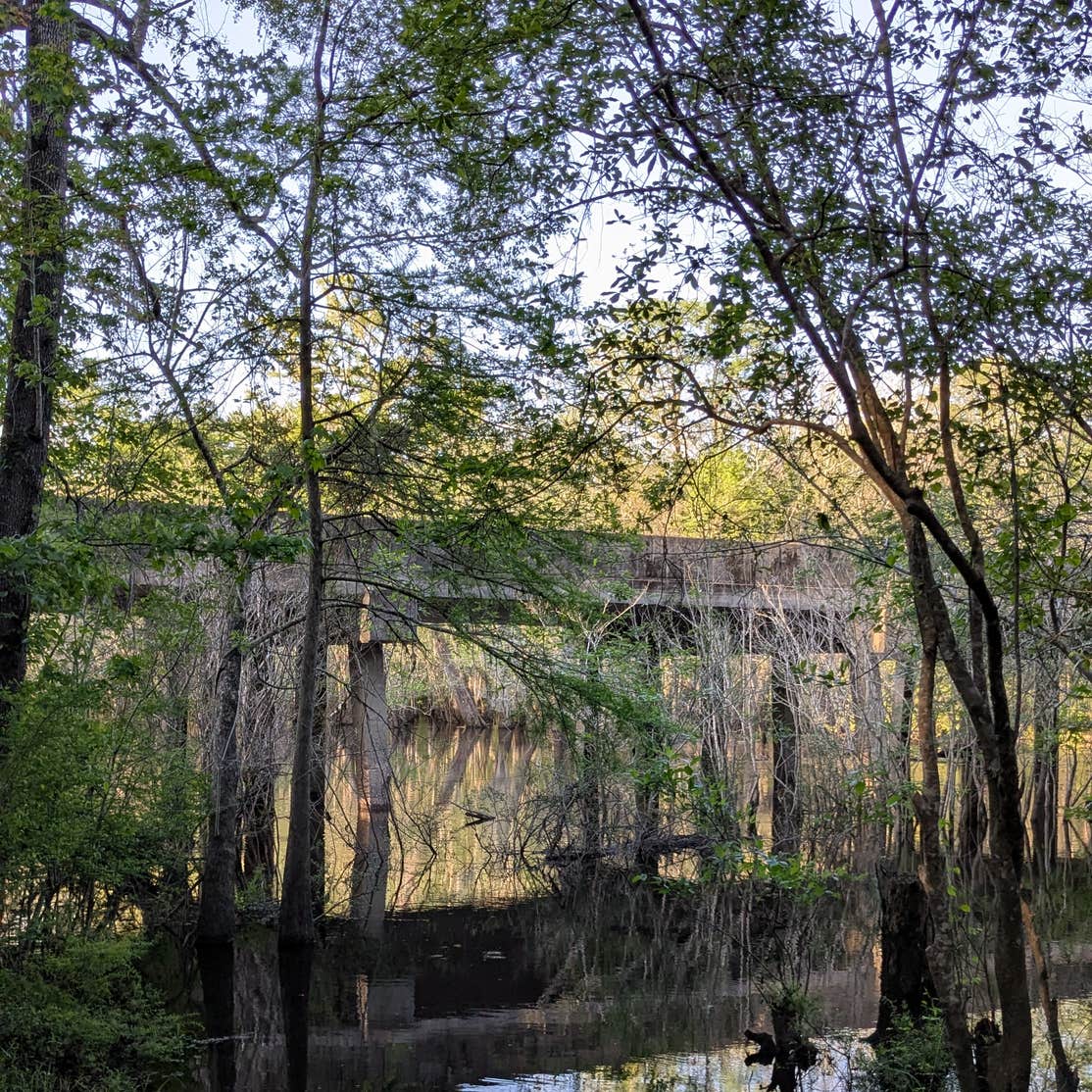 Porter Lake Dispersed Camp | Apalachicola National Forest, Florida