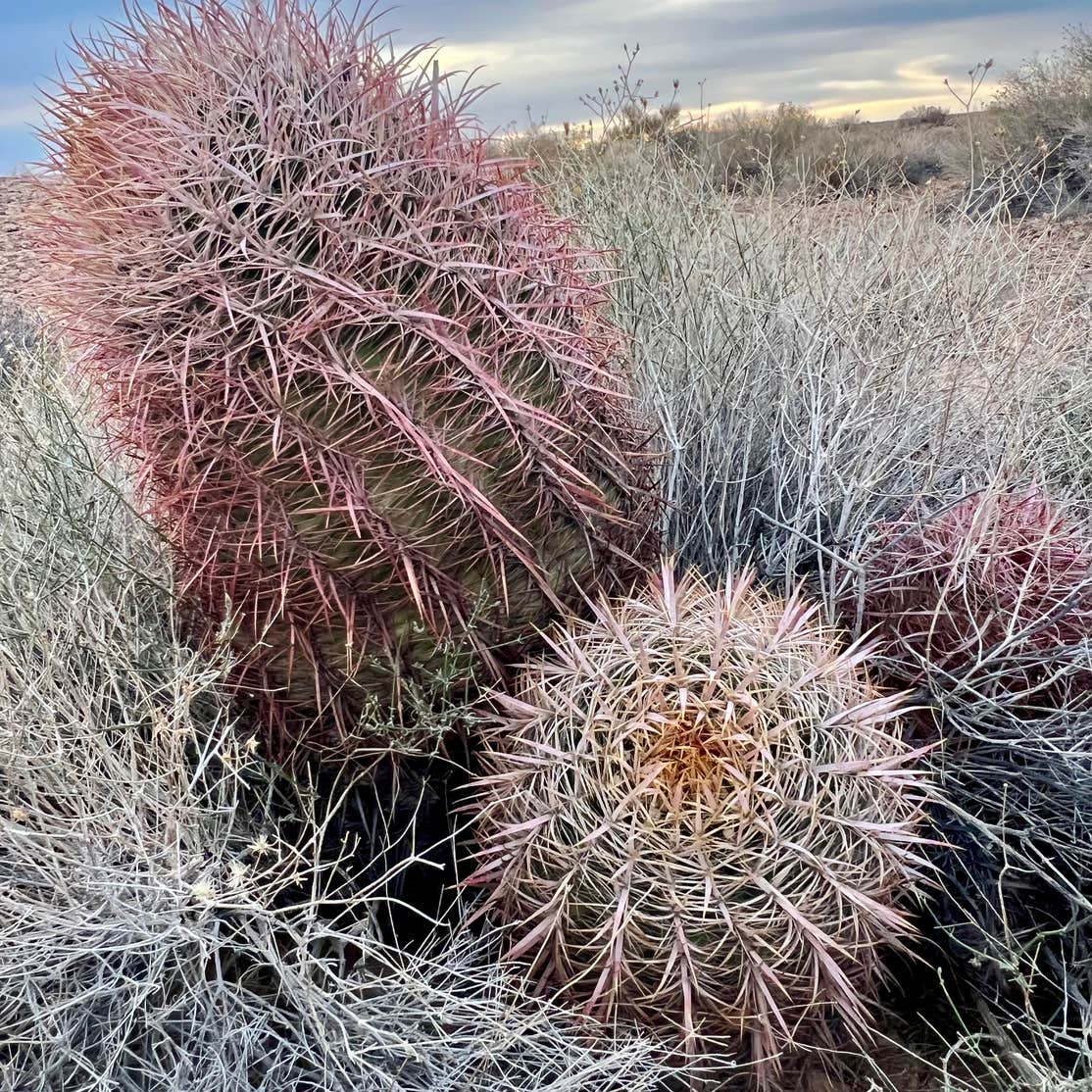 Snowbird Mesa Camping | Overton, Nevada