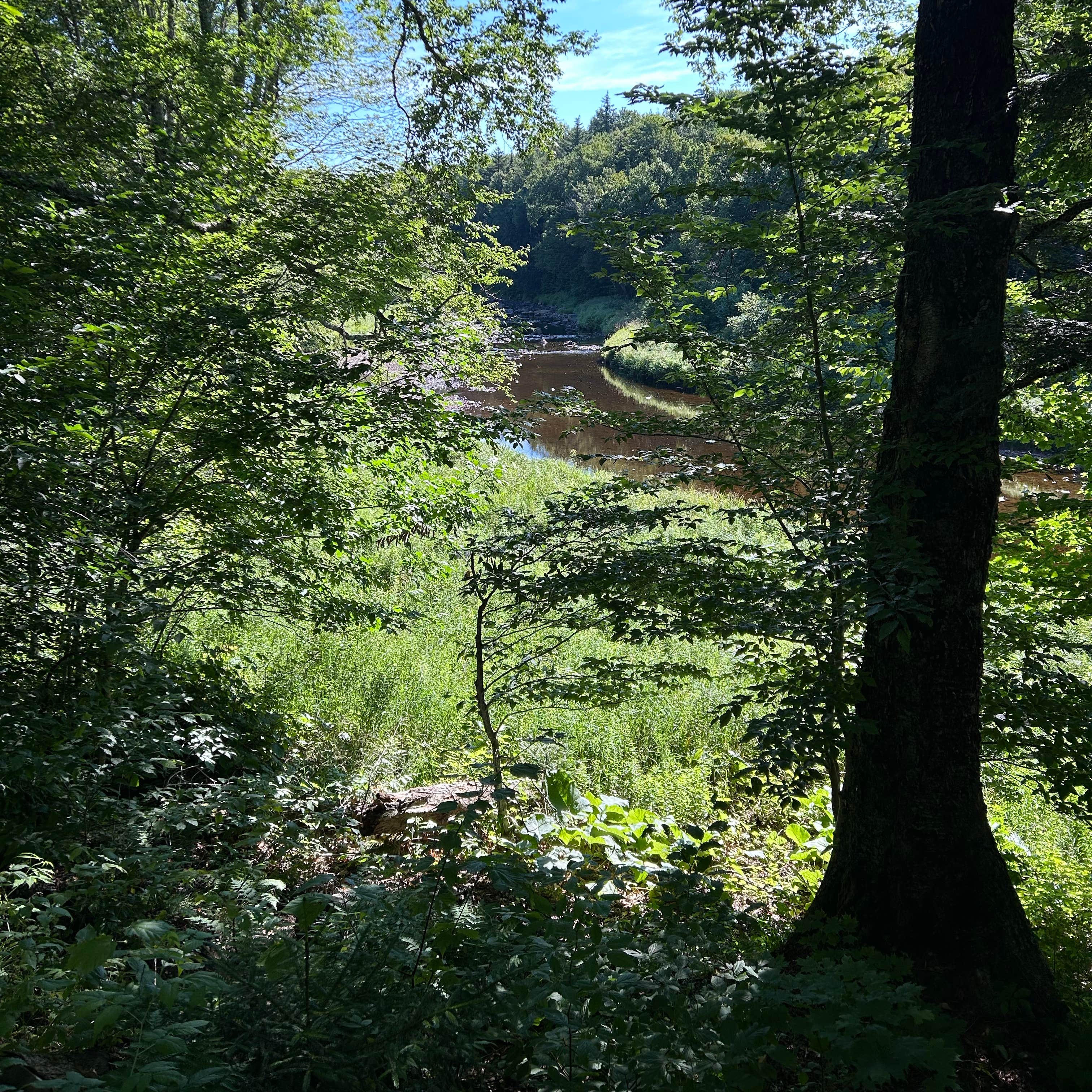 Powley Road in Ferris Wild Forest Camping | Piseco, New York