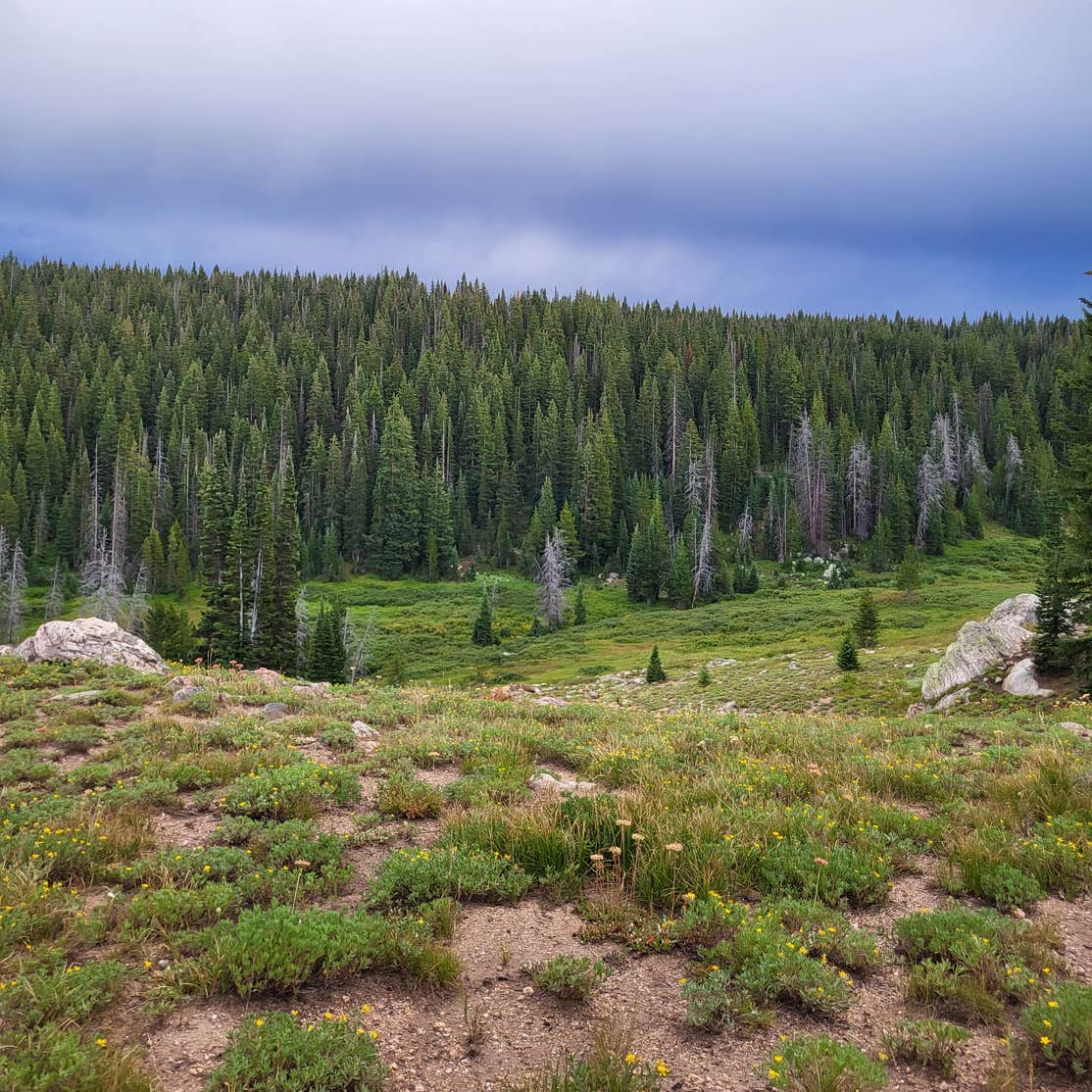 Rabbit's Ear Pass East Summit FR 251 Camping | Steamboat Springs, Colorado