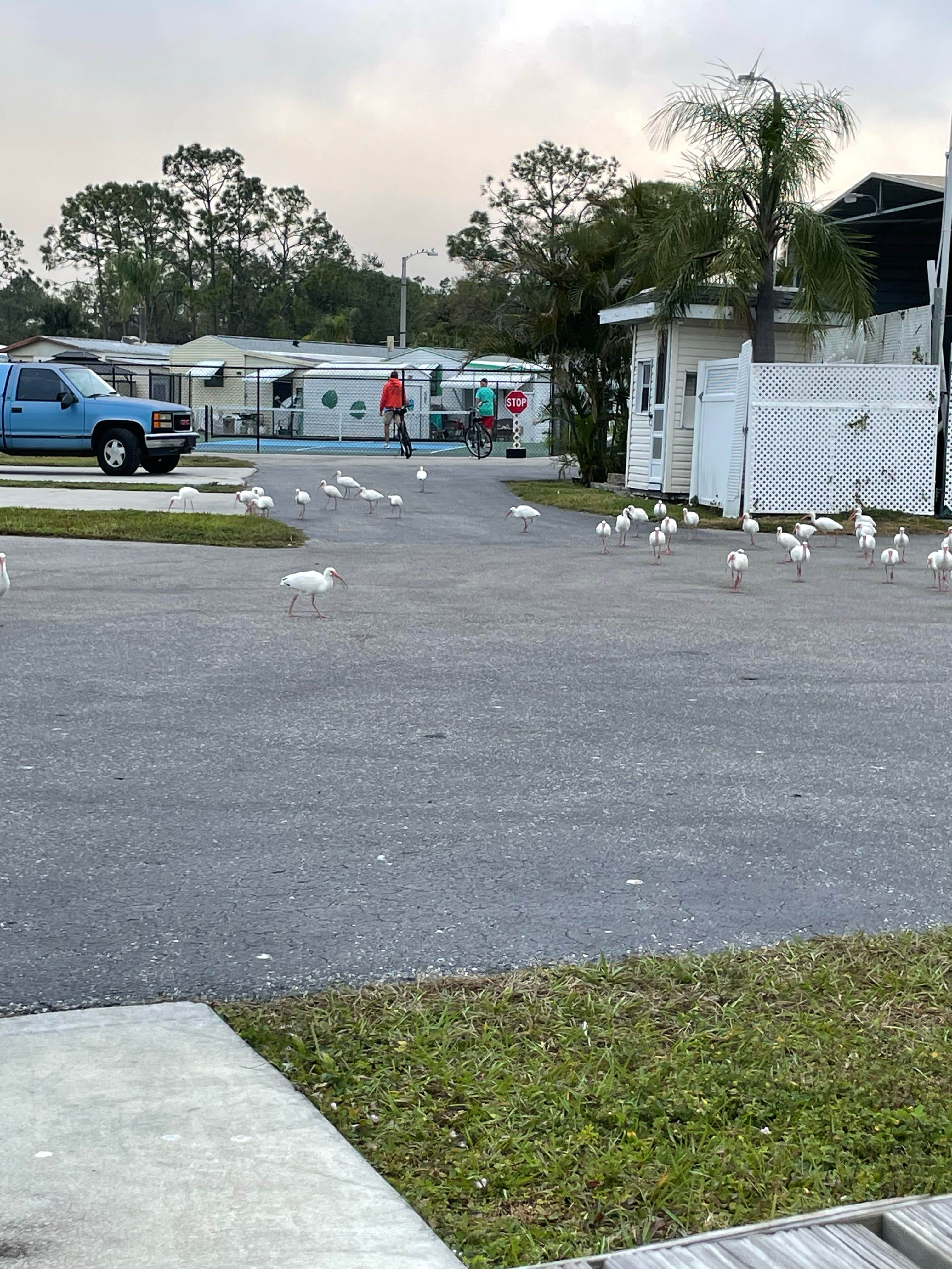 Raintree RV Resort | North Fort Myers, Florida