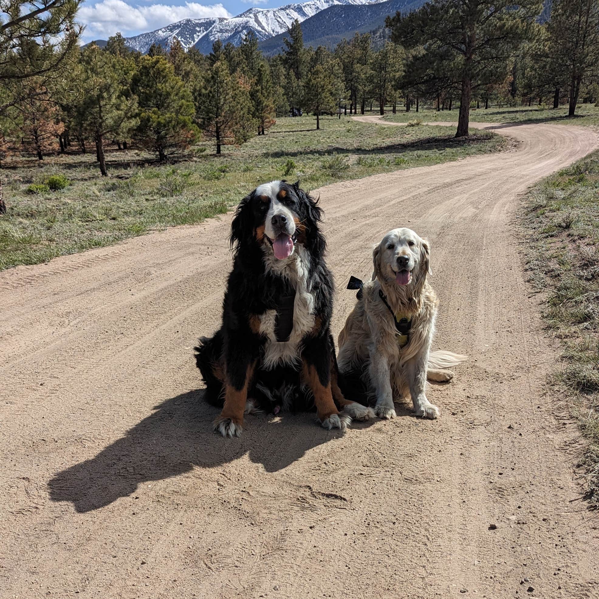 Raspberry Gulch Dispersed Site Camping | Nathrop, CO