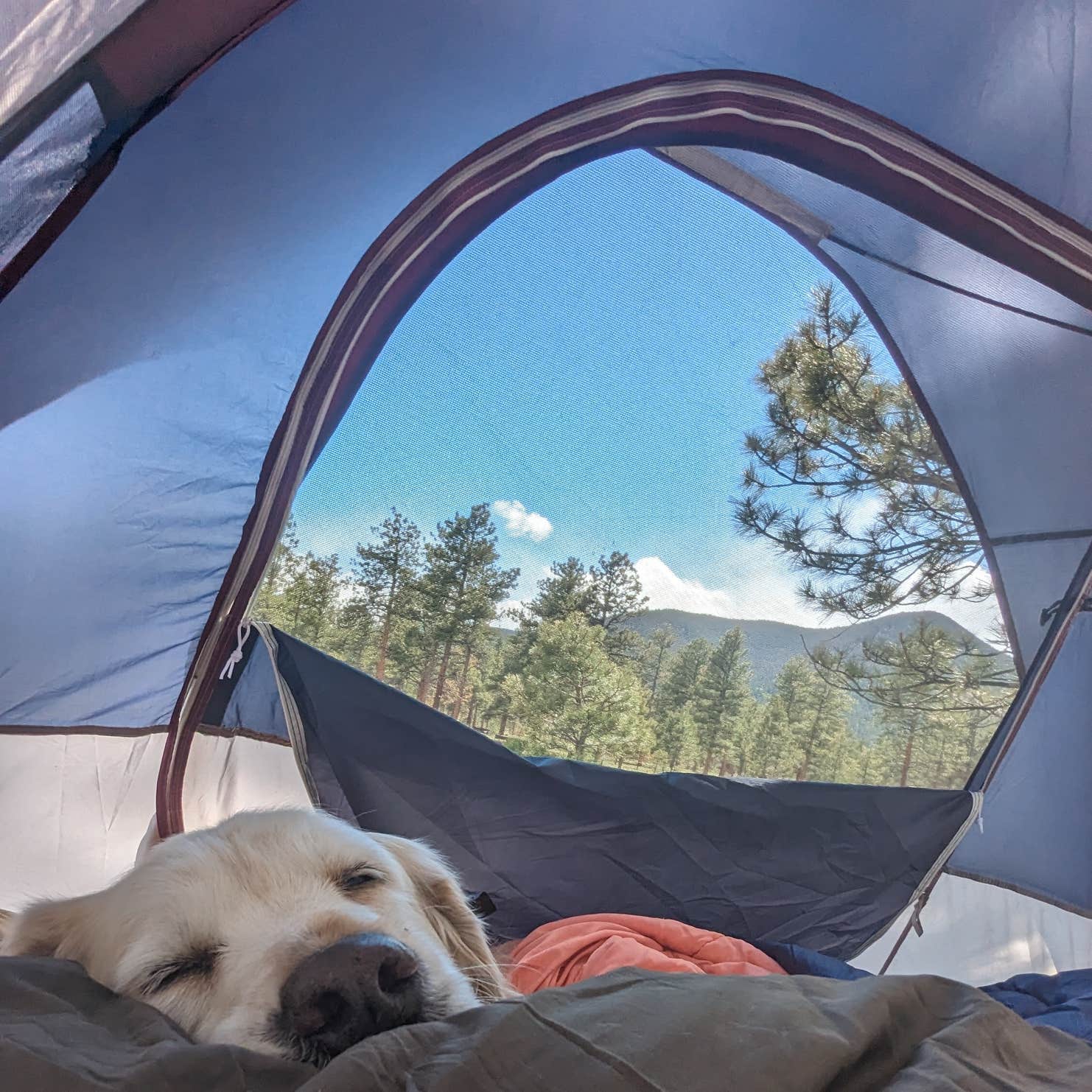 Raspberry Gulch Dispersed Site Camping | Nathrop, CO