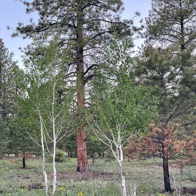 Raspberry Gulch Dispersed Site Camping | Nathrop, CO
