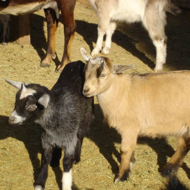 Rawhide Ranch Camping | Fallbrook, California