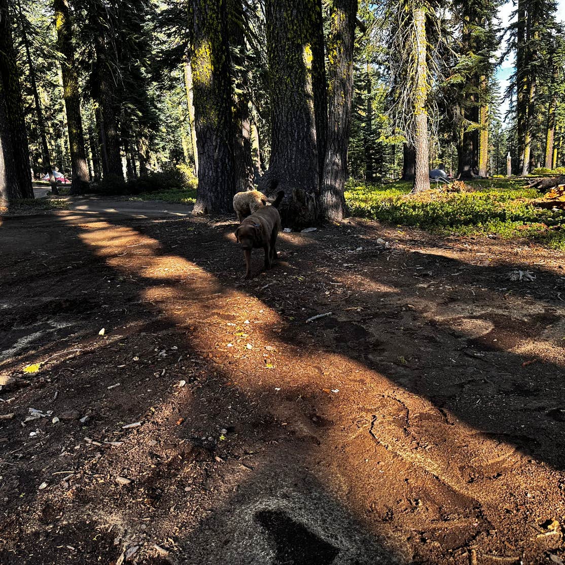red fir campground | Mount Shasta, California