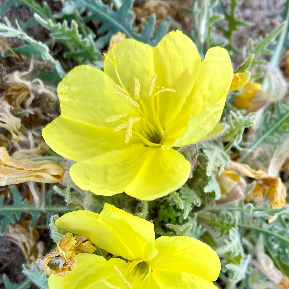 Ricardo Campground — Red Rock Canyon State Park | Ridgecrest, CA