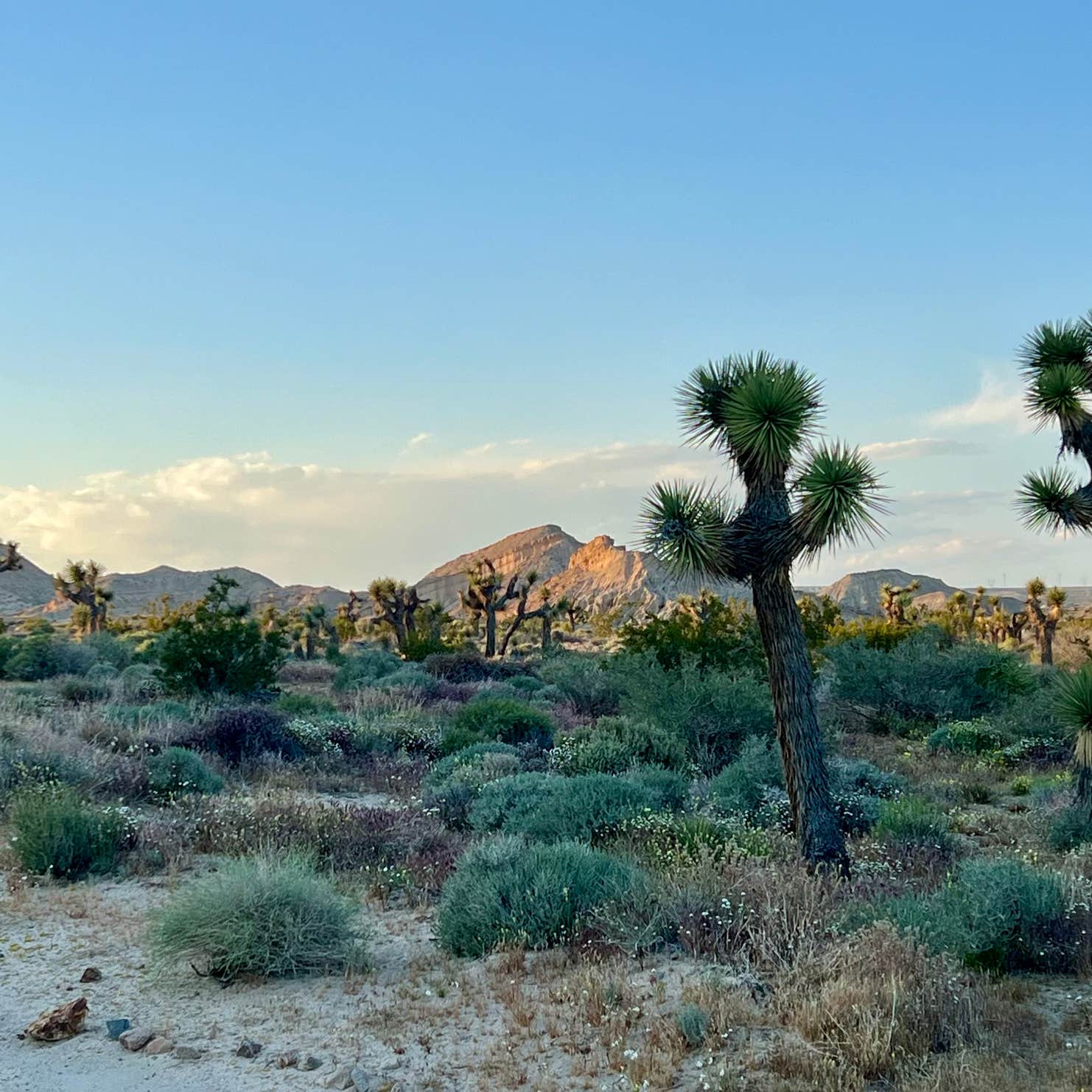 Ricardo Campground — Red Rock Canyon State Park | Ridgecrest, CA