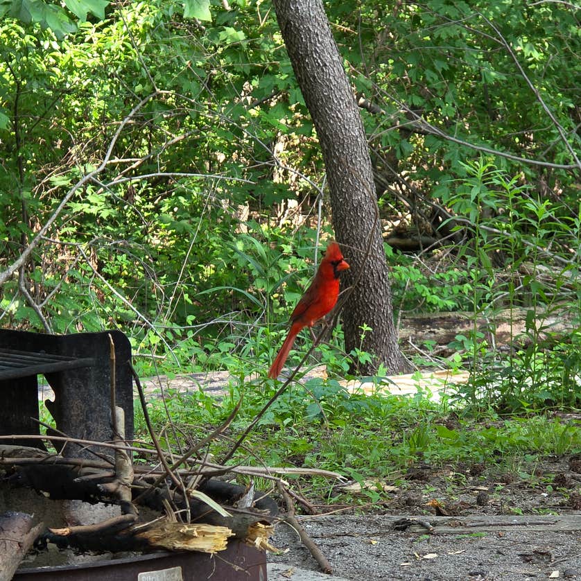 Rend Lake Gun Creek Campground | Johnsonville, Illinois