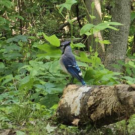 Rend Lake Gun Creek Campground | Johnsonville, Illinois
