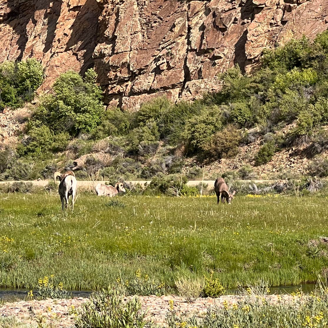 Rio Costilla Park Camping | Red River, New Mexico