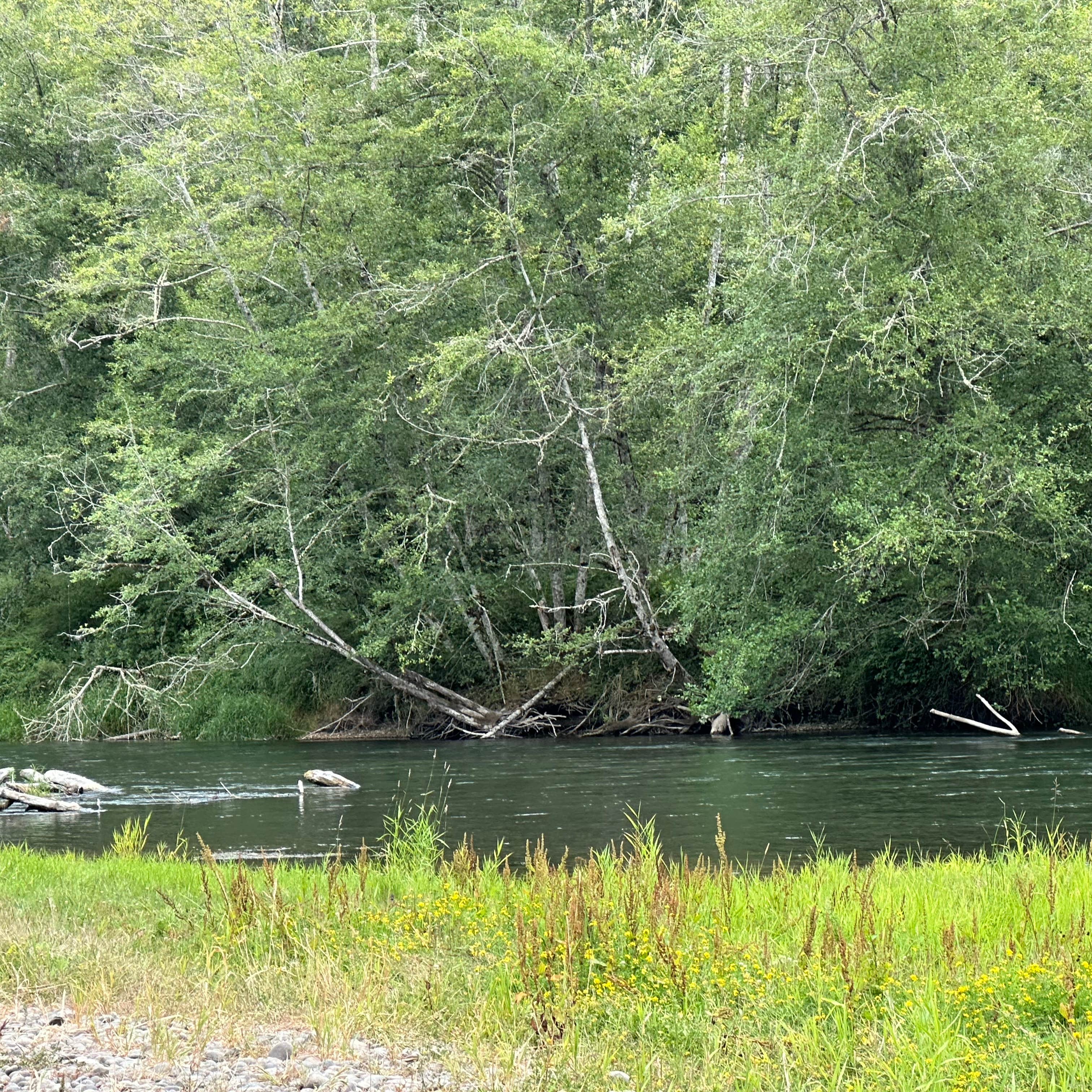 Riverbend Campground | DuPont, Washington