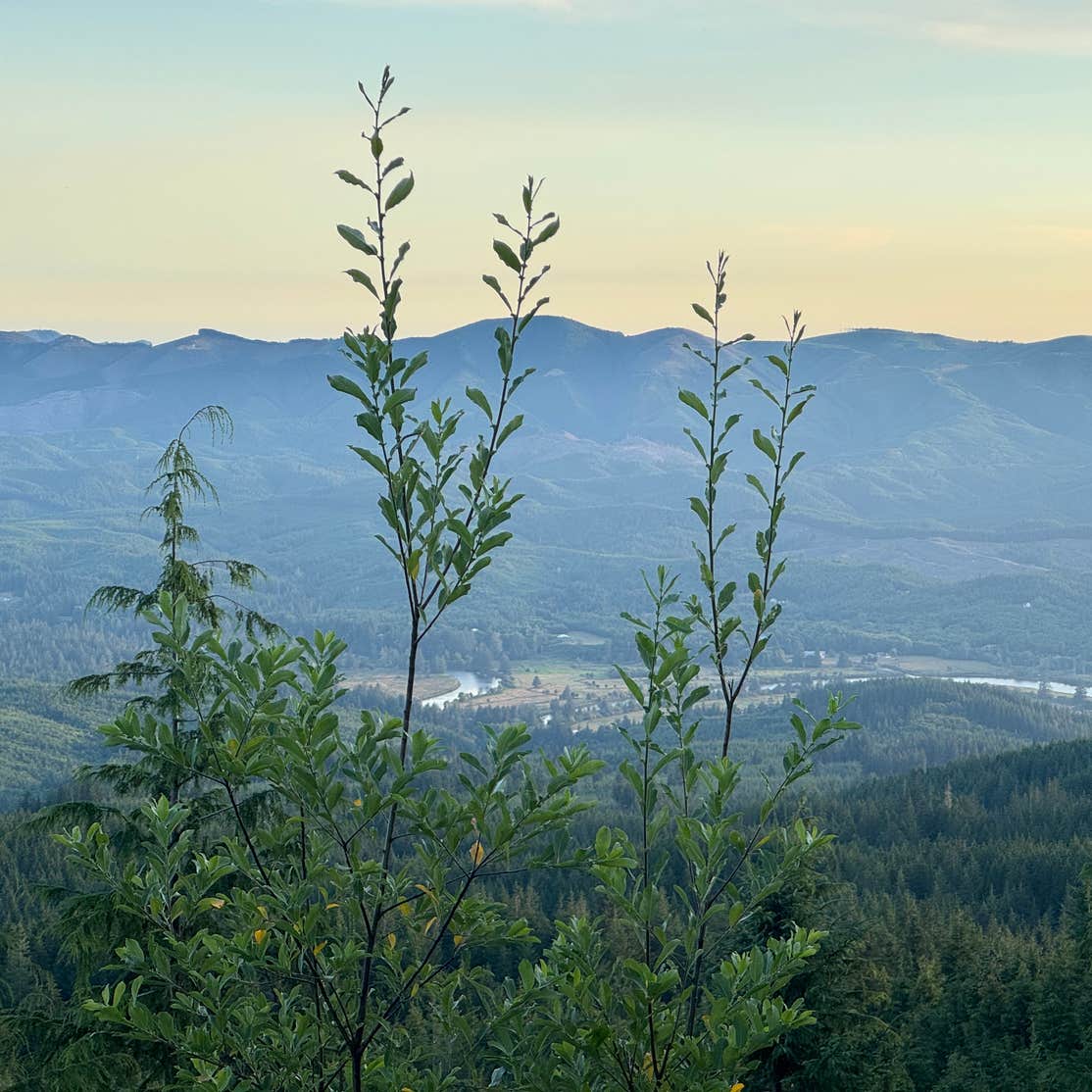 Road to Snag Lake - Dispersed Camping | Naselle, Washington