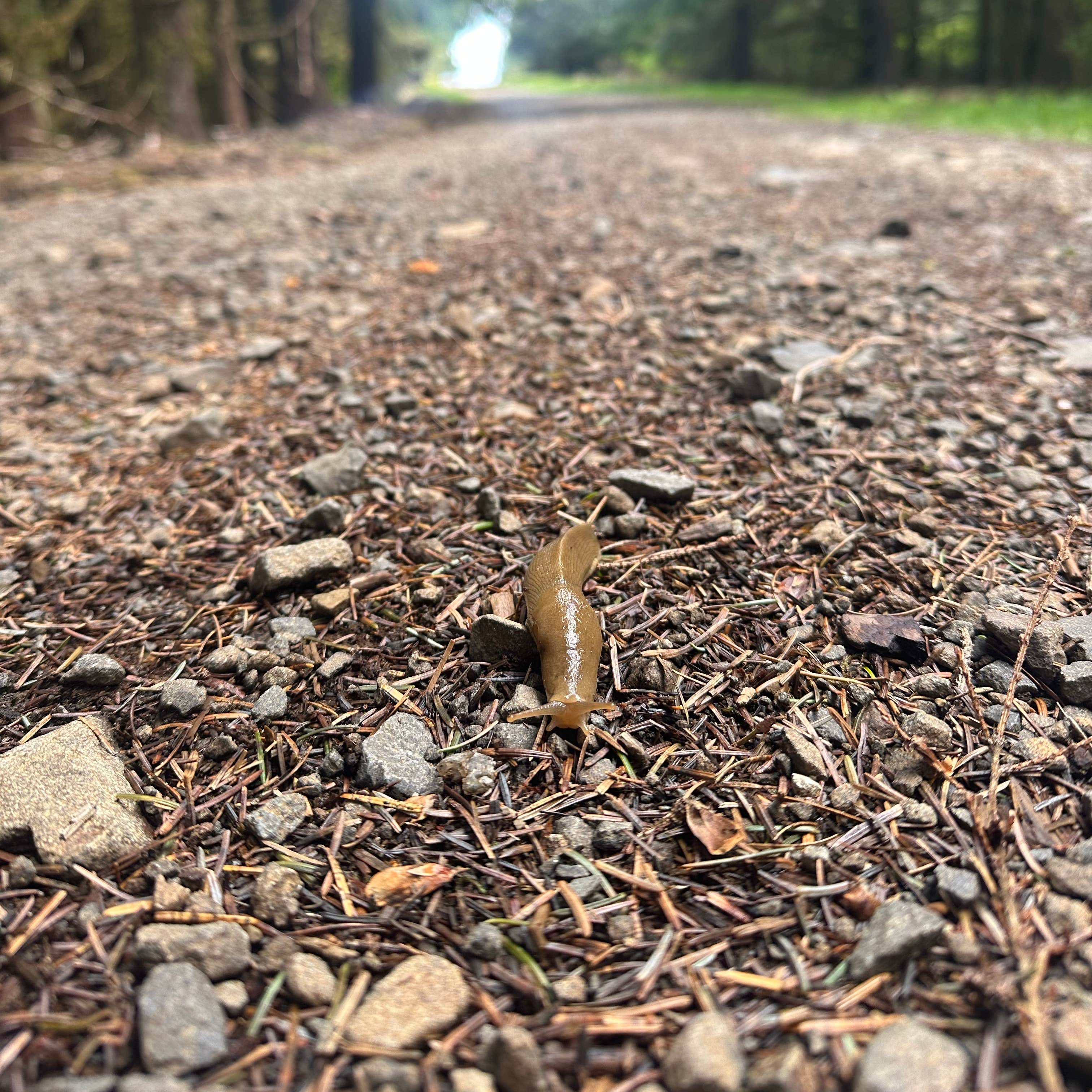 Road to Snag Lake - Dispersed Camping | Naselle, Washington