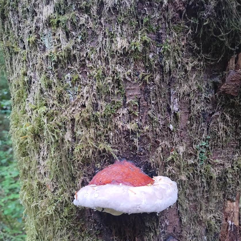 Road to Snag Lake - Dispersed Camping | Naselle, WA
