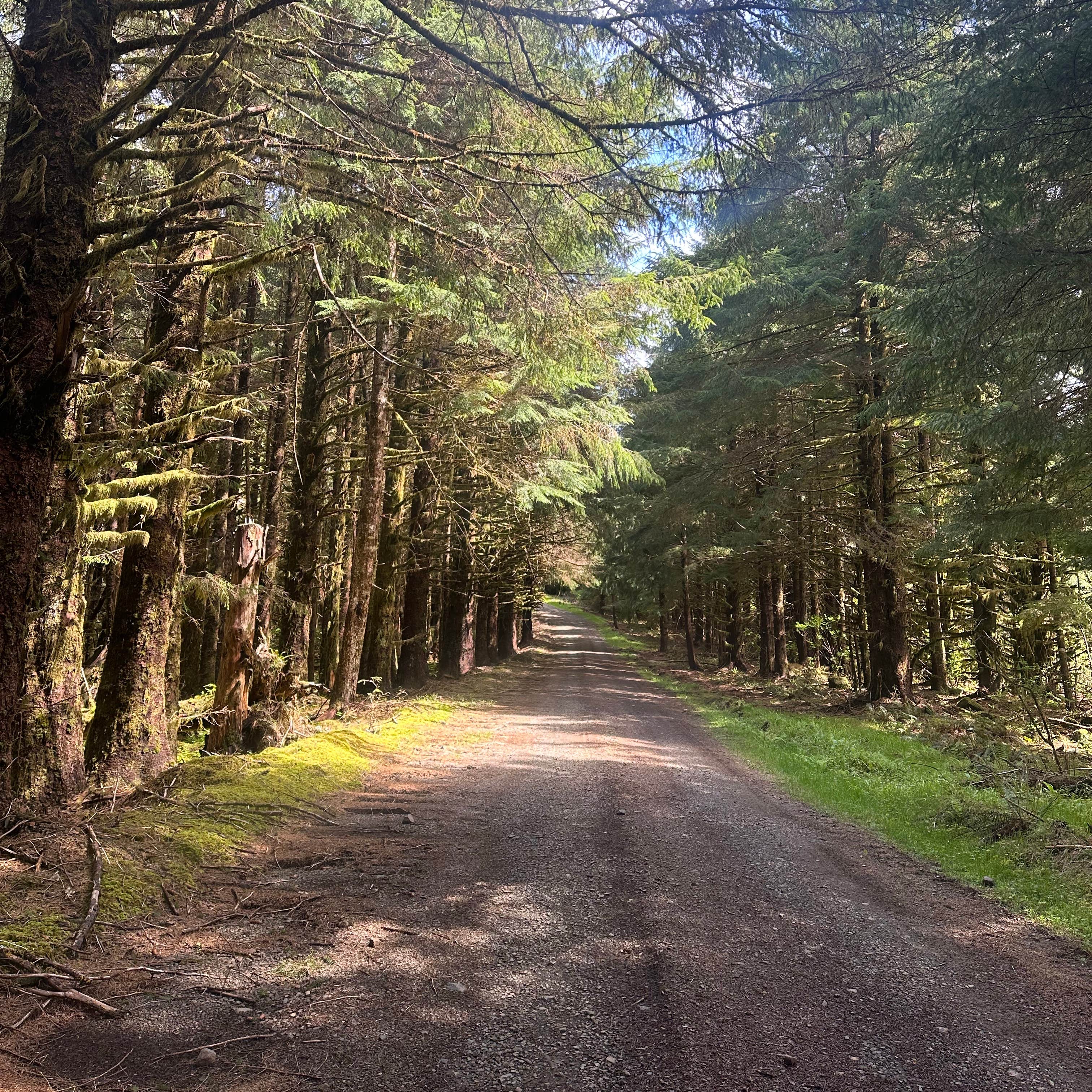 Road to Snag Lake - Dispersed Camping | Naselle, WA