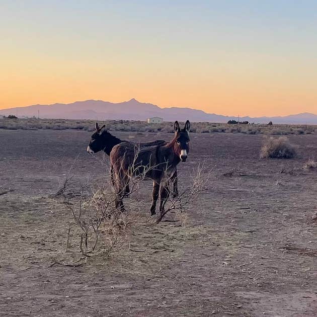 SaddleHawk Ranch Camping | Deming, New Mexico