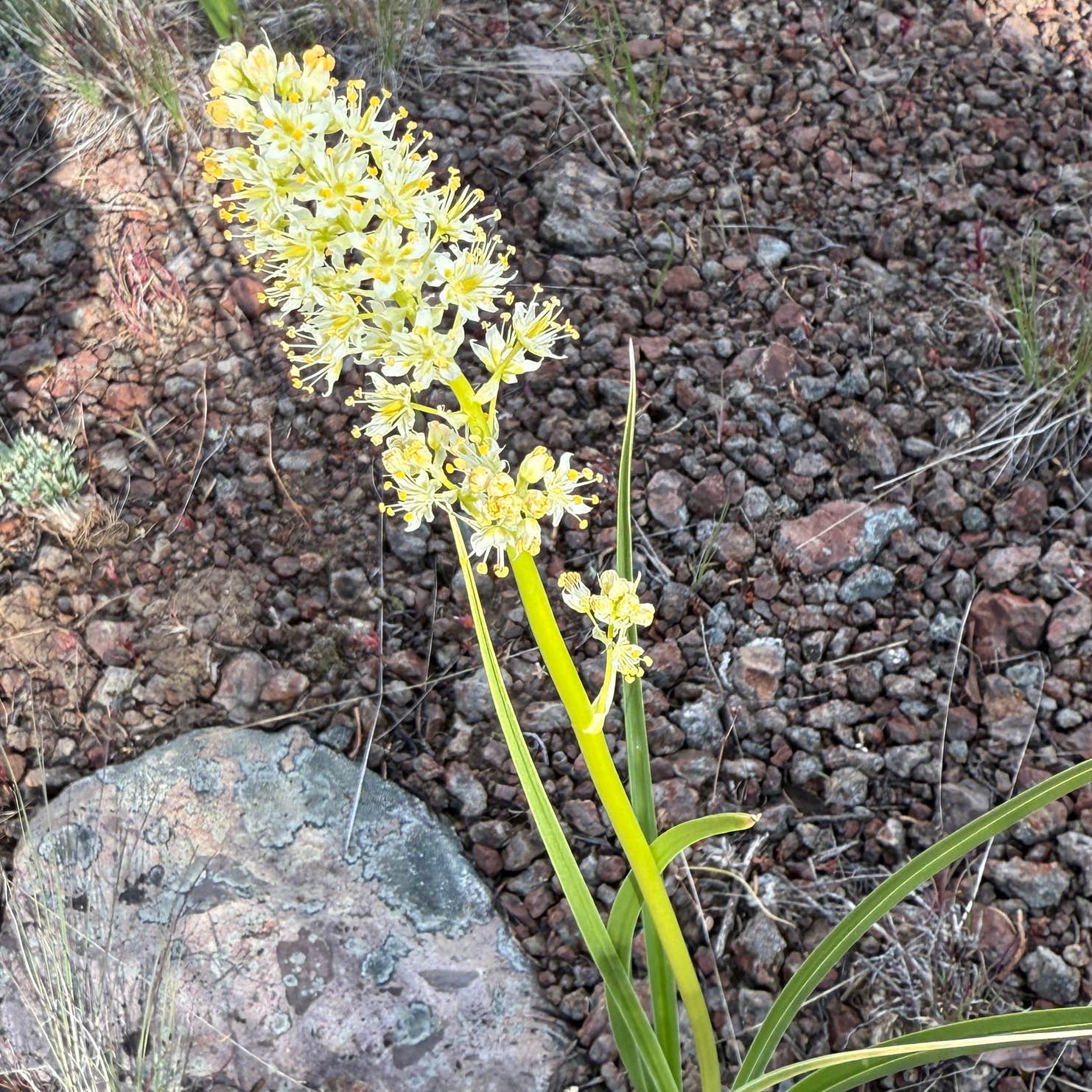 Sagehen Hill Road Camping | Hines, Oregon