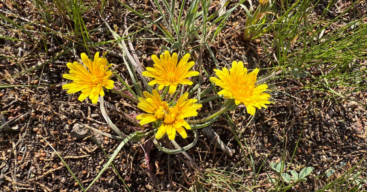 Sagehen Hill Road Camping | Hines, Oregon