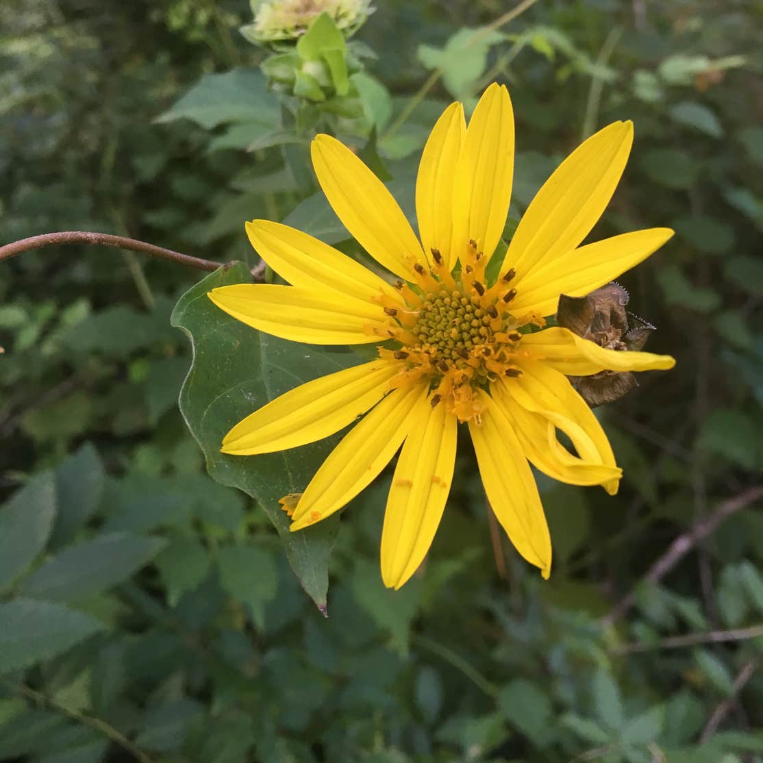 Sam Houston National Forest Cagle Recreation Area Camping | New Waverly ...