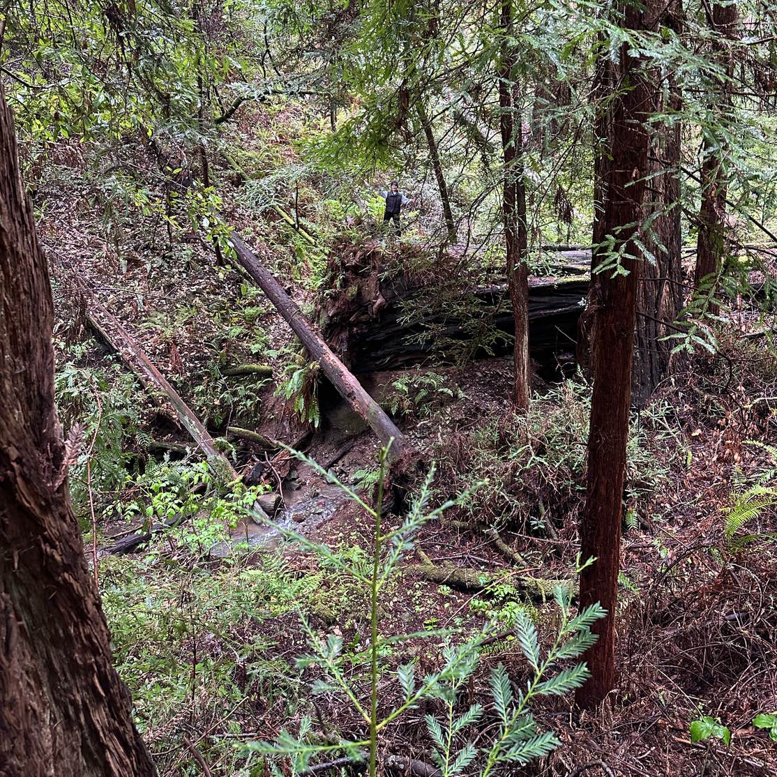 Samuel P. Taylor State Park Campground | Lagunitas, California