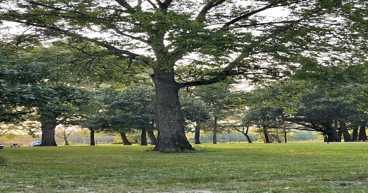 Saulsbury Bridge Rec Area - Cedar River Campground | West Liberty, IA