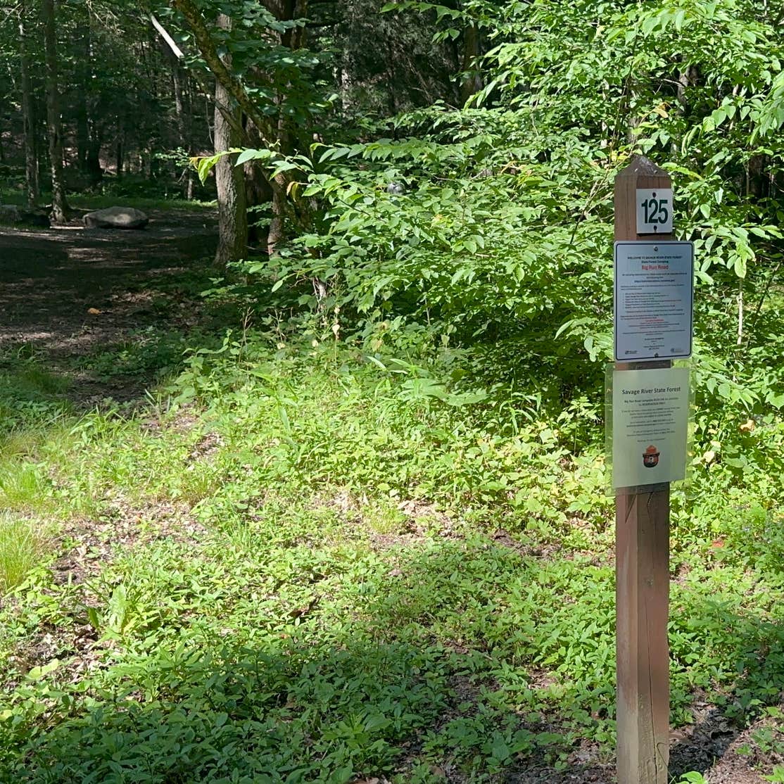 Savage River State Forest Camping | Grantsville, Maryland