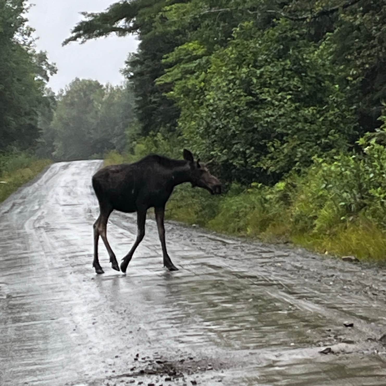 Seboomook Wilderness Campground | Rockwood, Maine