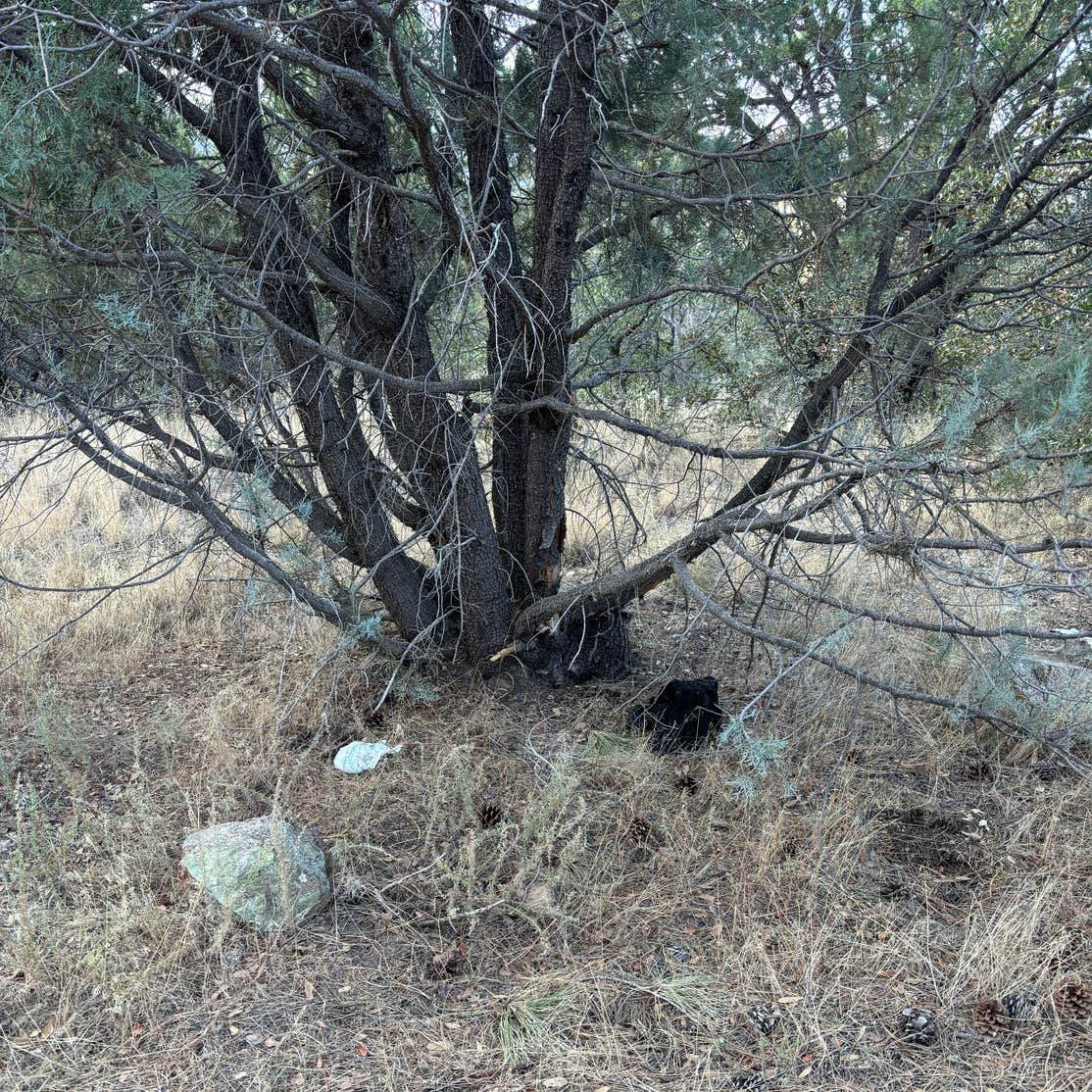 Senetor Highway Dispersed spot 5 Camping | Prescott, Arizona