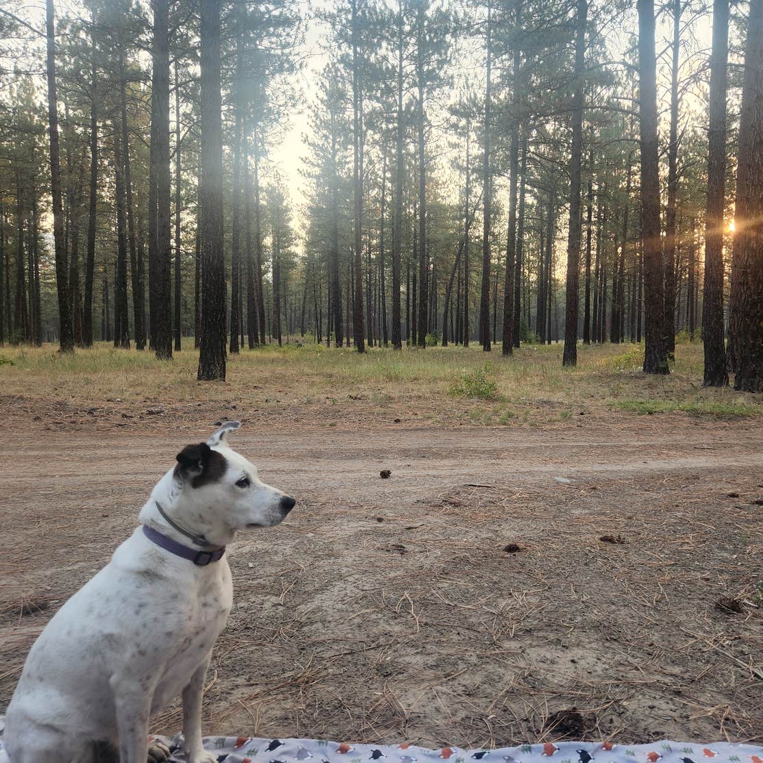Sheldon Mountain Trailhead Camp | Libby, Montana