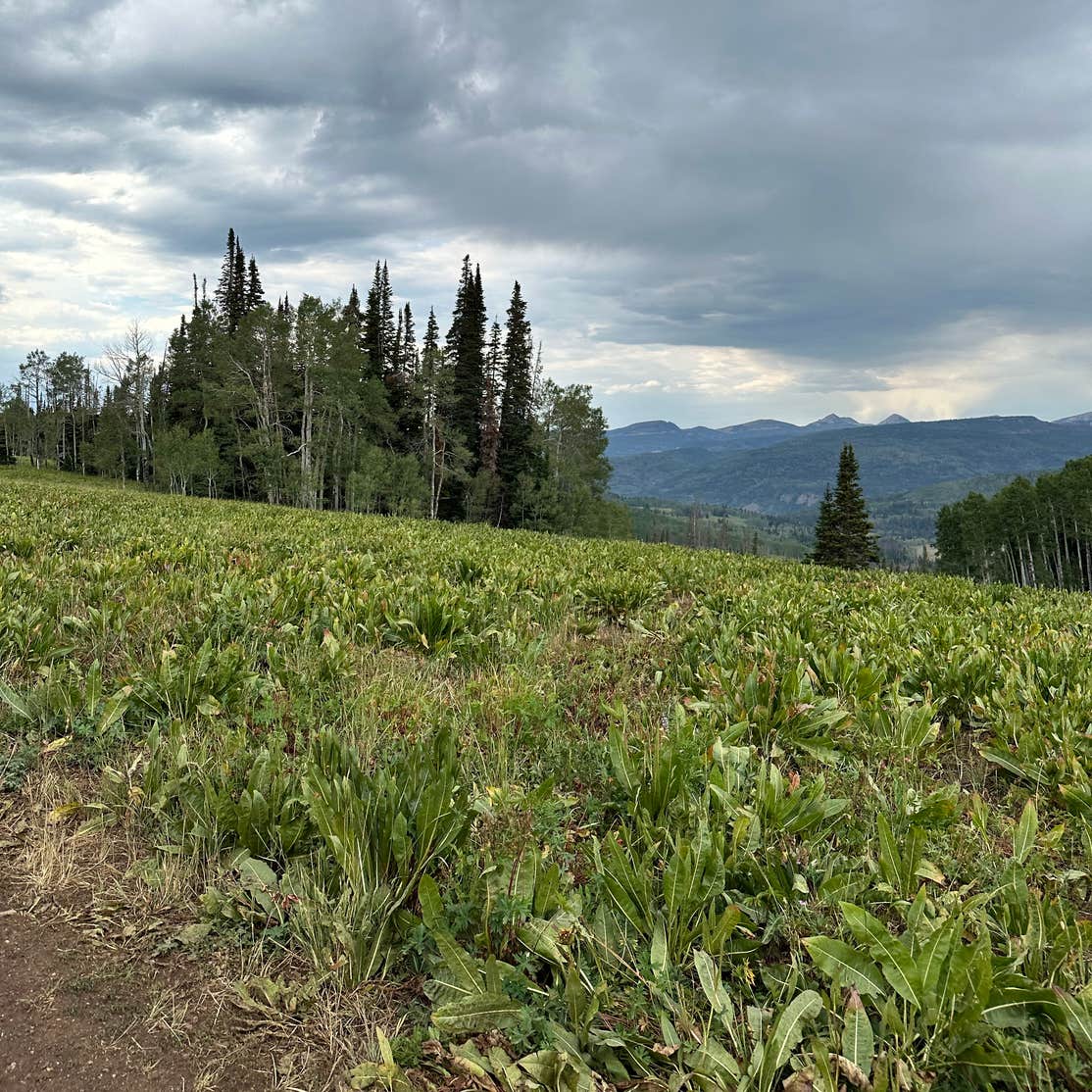 Soapstone Basin Dispersed Camping | Kamas, Utah